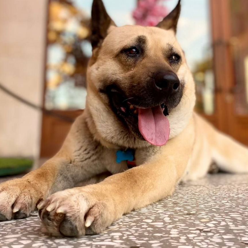 Эльба 2 собака друг в добрые руки