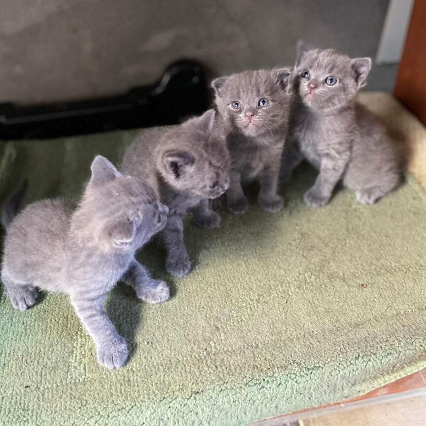 Британские котята