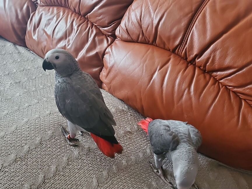 Попугаи,Какаду,птица