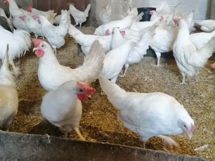 Инкубационное яйцо леггорн далматинец/белый