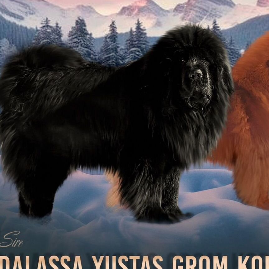 Тибетский мастиф, щенок