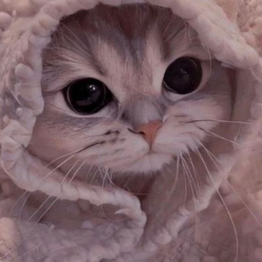 Передержка кошки