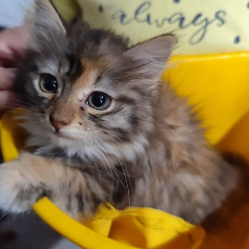 Отдам трёхцветную пушистую кошечку