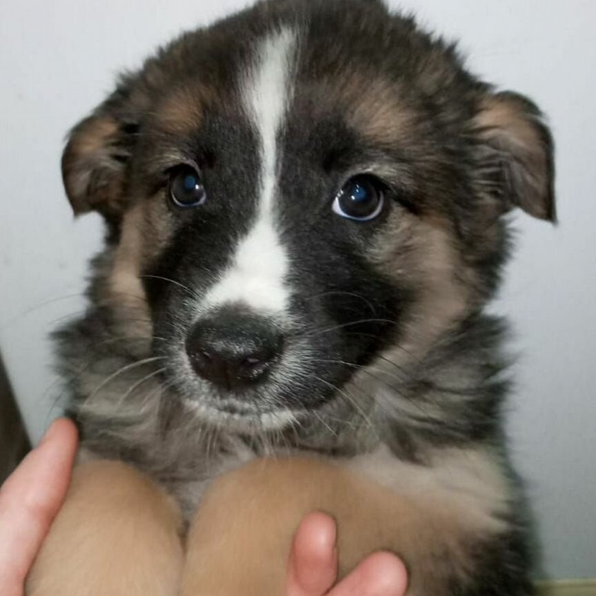 Отдаю бесплатно щенят в добрые руки