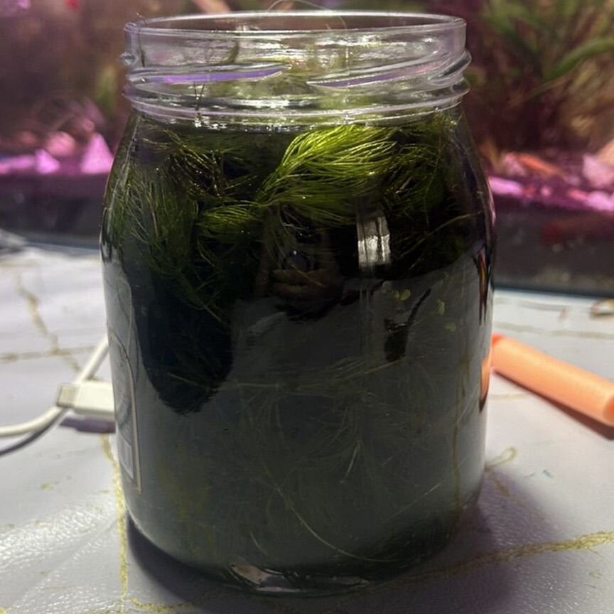 Аквариумное растение бесплатно