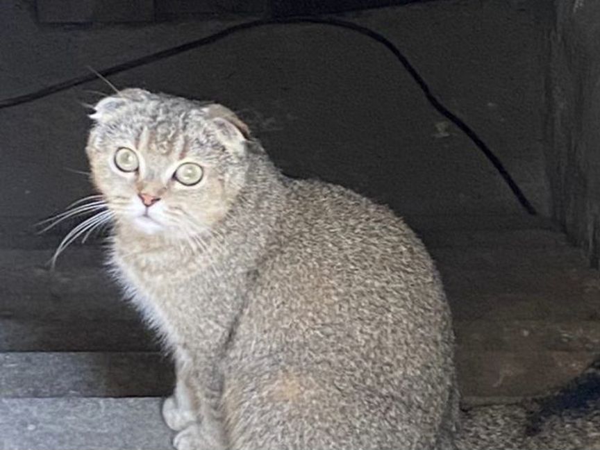 Кошечка вислоухая отдаются в лучшие руки