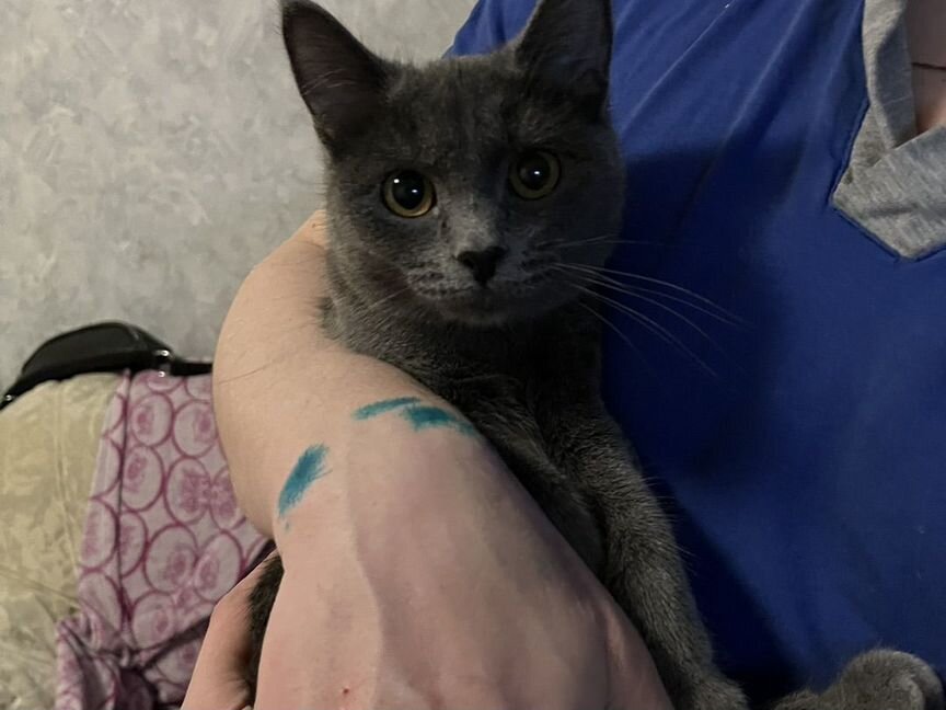 Кошки в добрые руки бесплатно