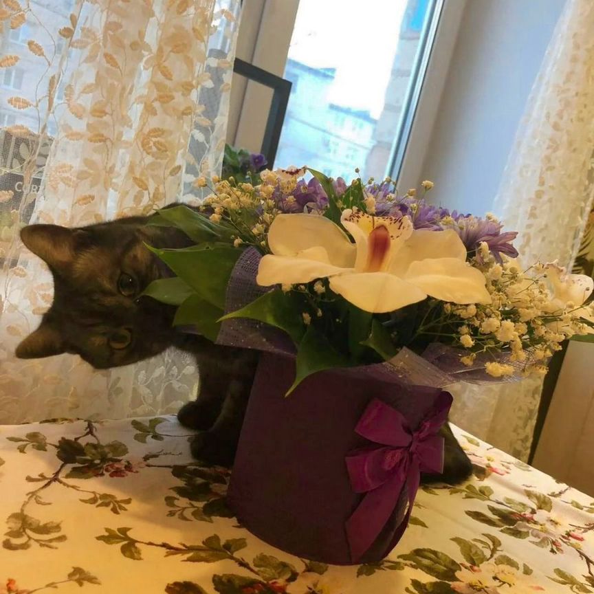 Домашние животные кошки