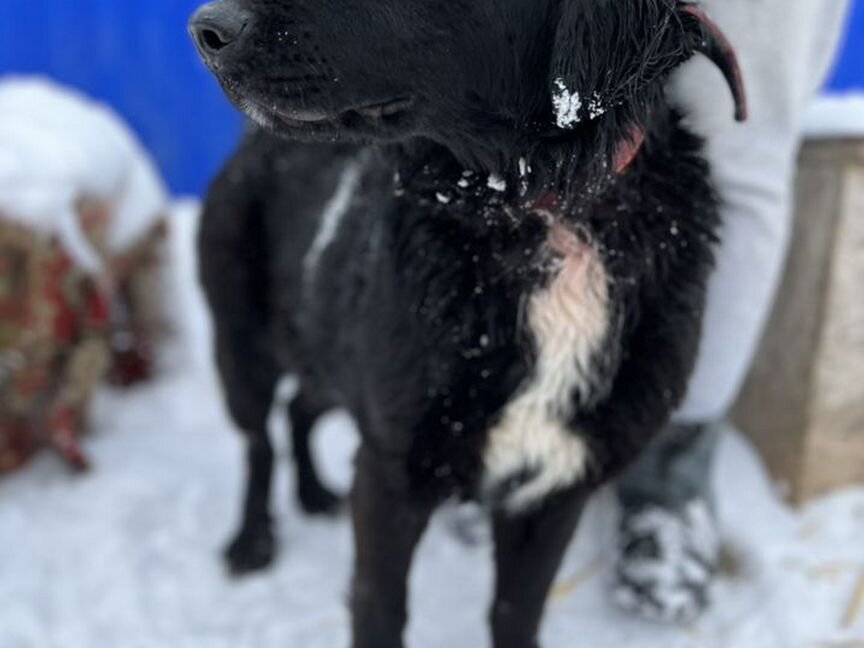 Ньюфаундленд метис