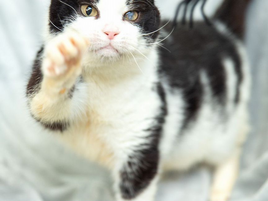 Кошечка Сара