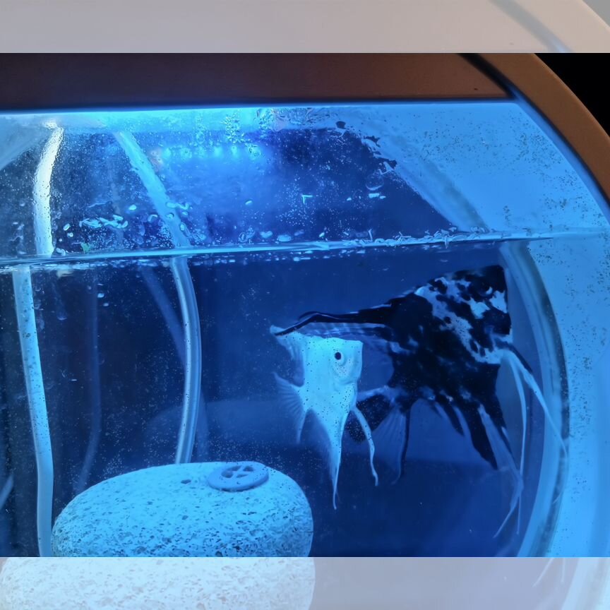 Аквариумные рыбы большие