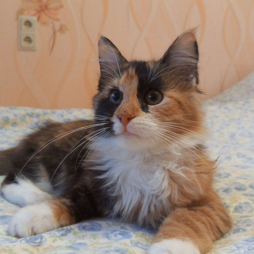 Котëнок Кася /черепаховая, трëхцветная