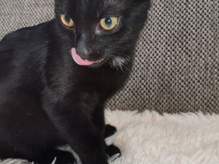 Котик