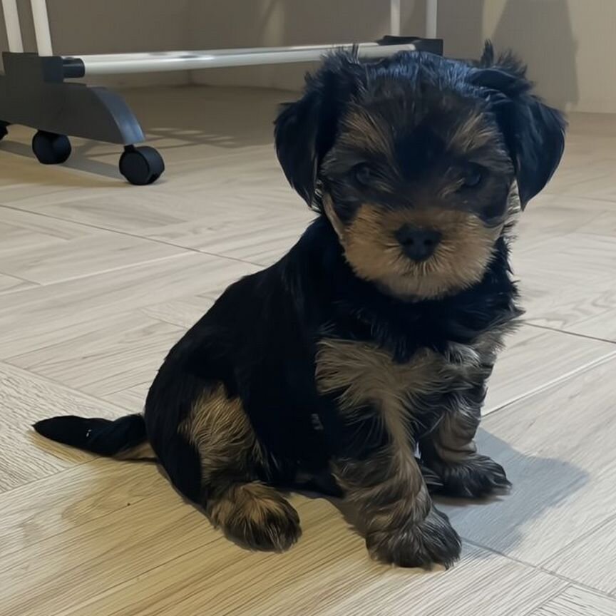 Йоркширский терьер, щенок