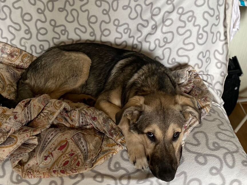 Собака в добрые руки