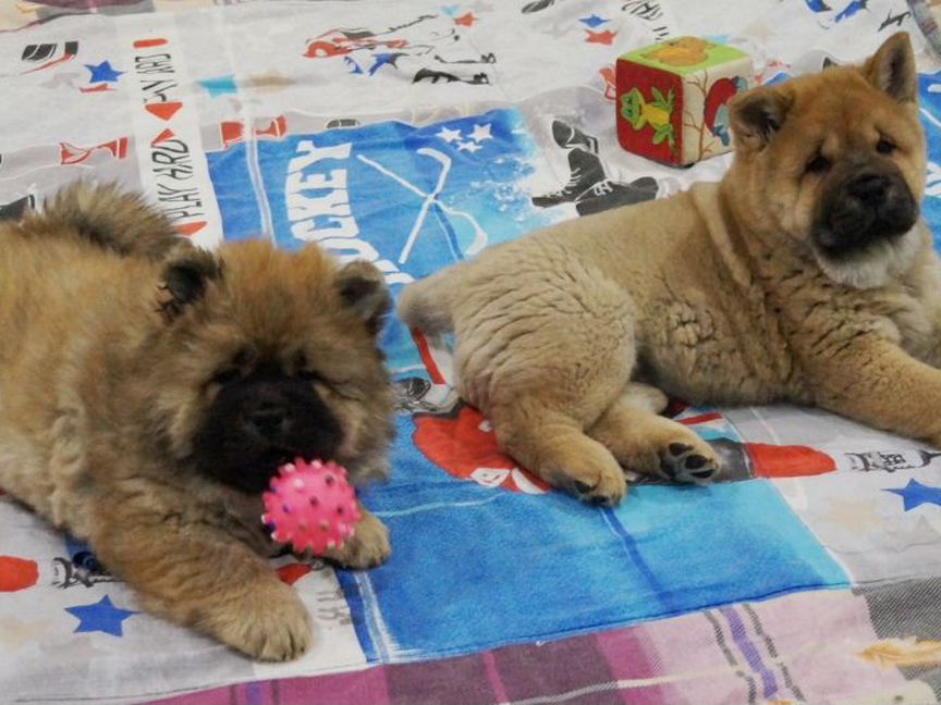 Эти забавные щенки чаушей