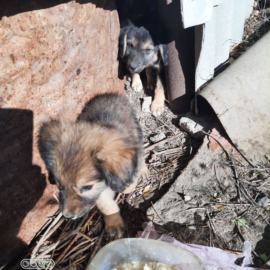 Кутята в добрые руки