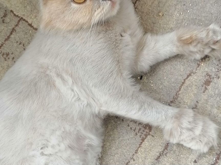 Британская кошка вислоухая отдам