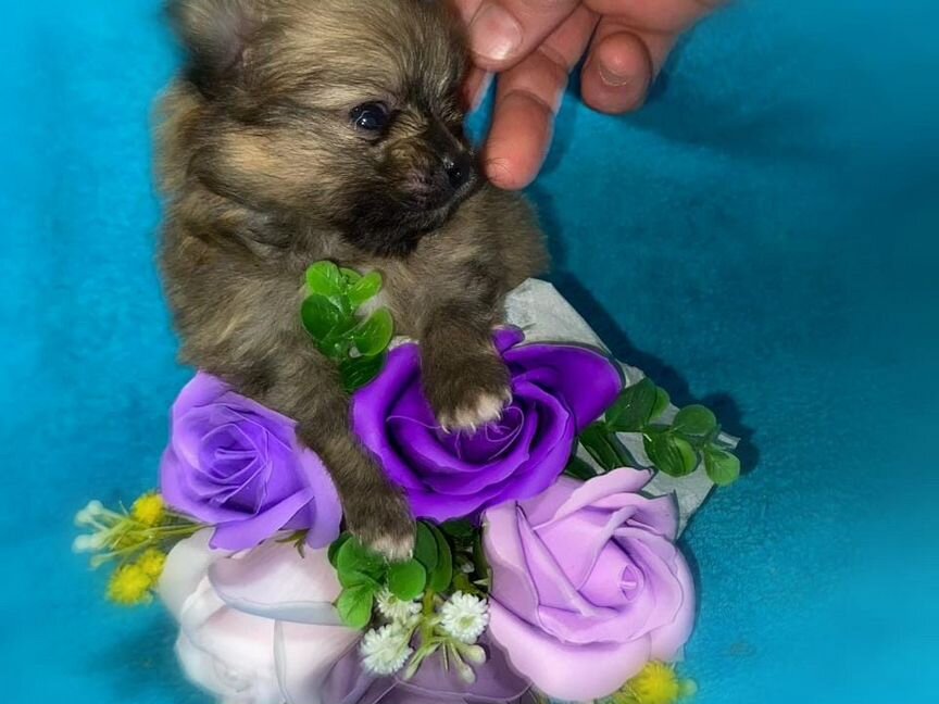 Мишки померашки