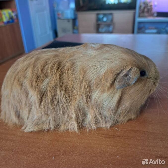 Морские свинки длинношерстные