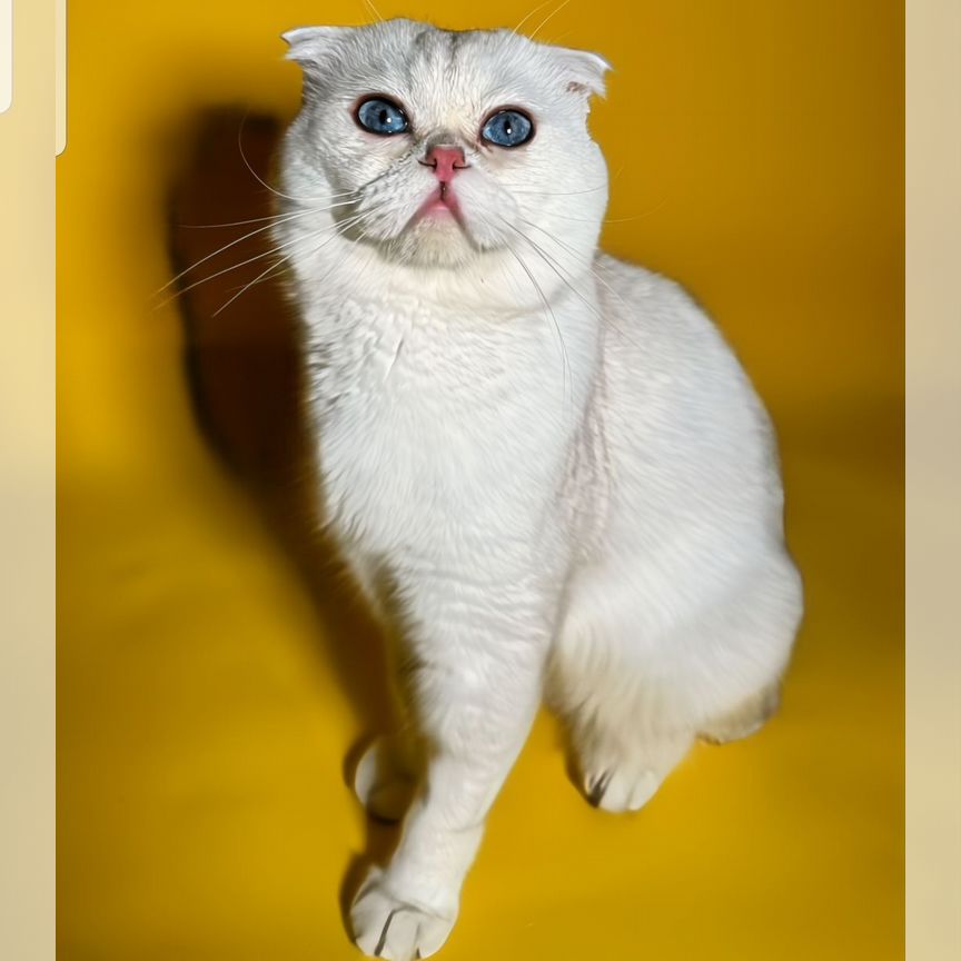 Взрослый кот в добрые руки