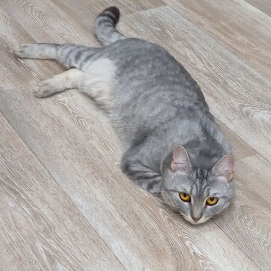 Кошечка в добрые руки бесплатно