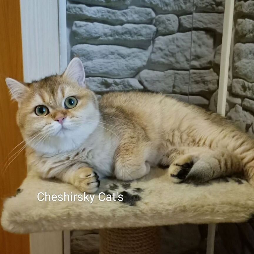 Молодая шотландская кошечка