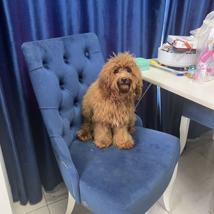 Той пудель ред браун по имени Тедди