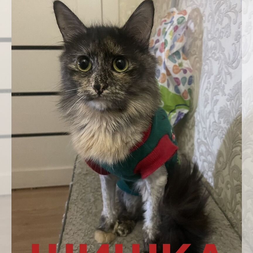 Кошечка в добрые руки