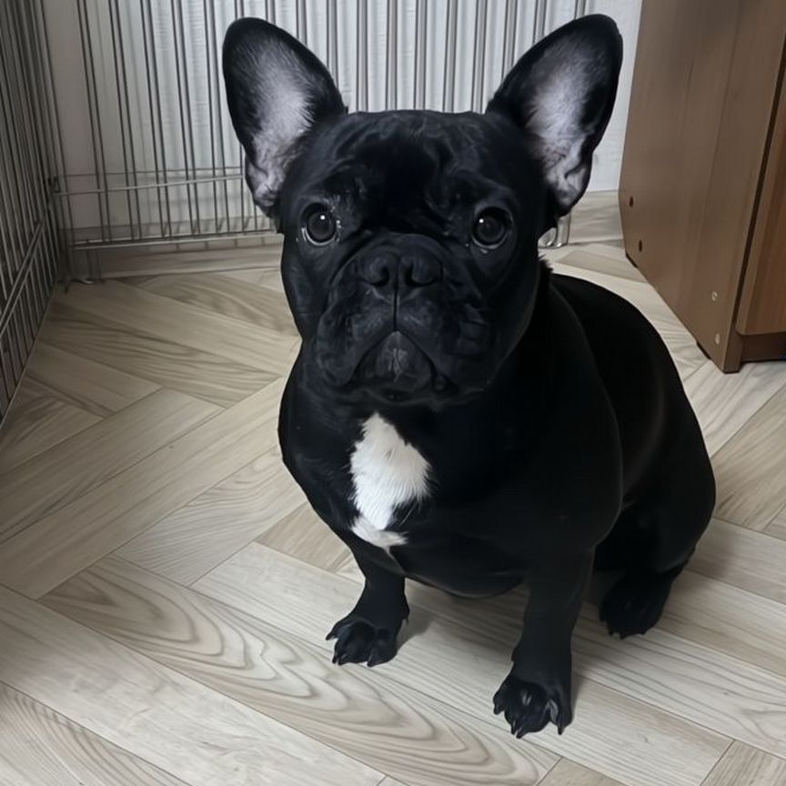 Французский бульдог, щенок