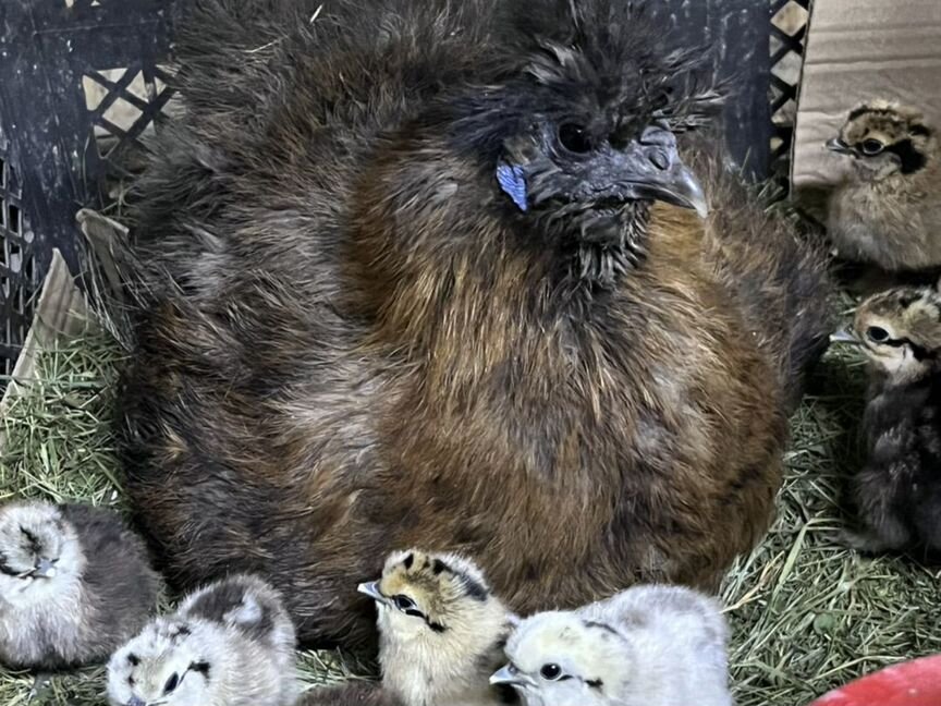 Цыплята и яйцо на инкубацию