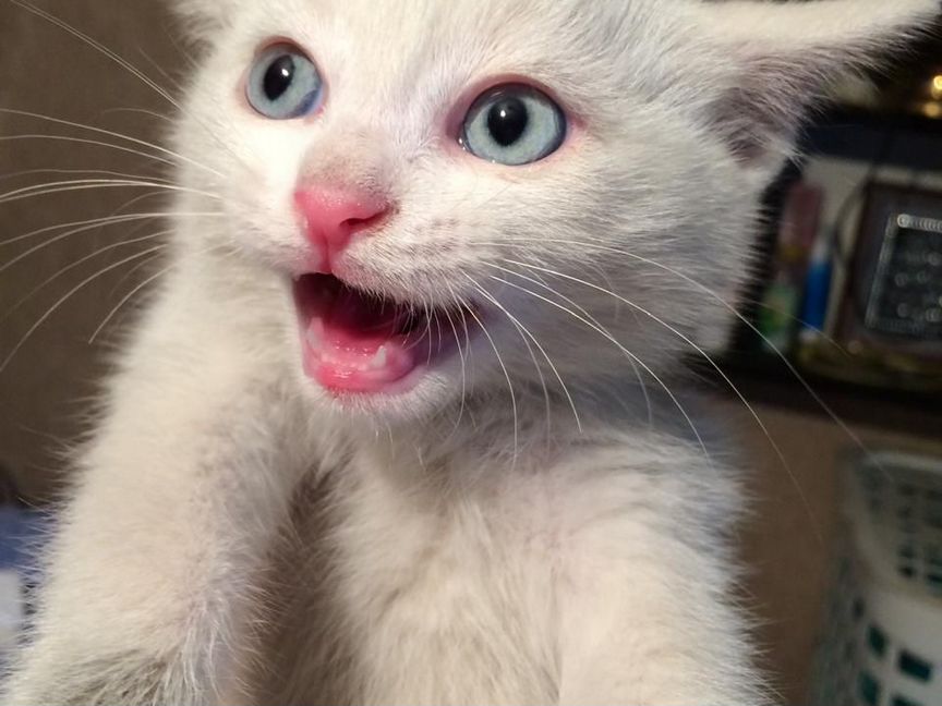 Маленькие котята от тайской кошки хотят на ручки