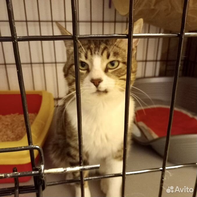 Бесплатно Эрмитажный Кот Костик