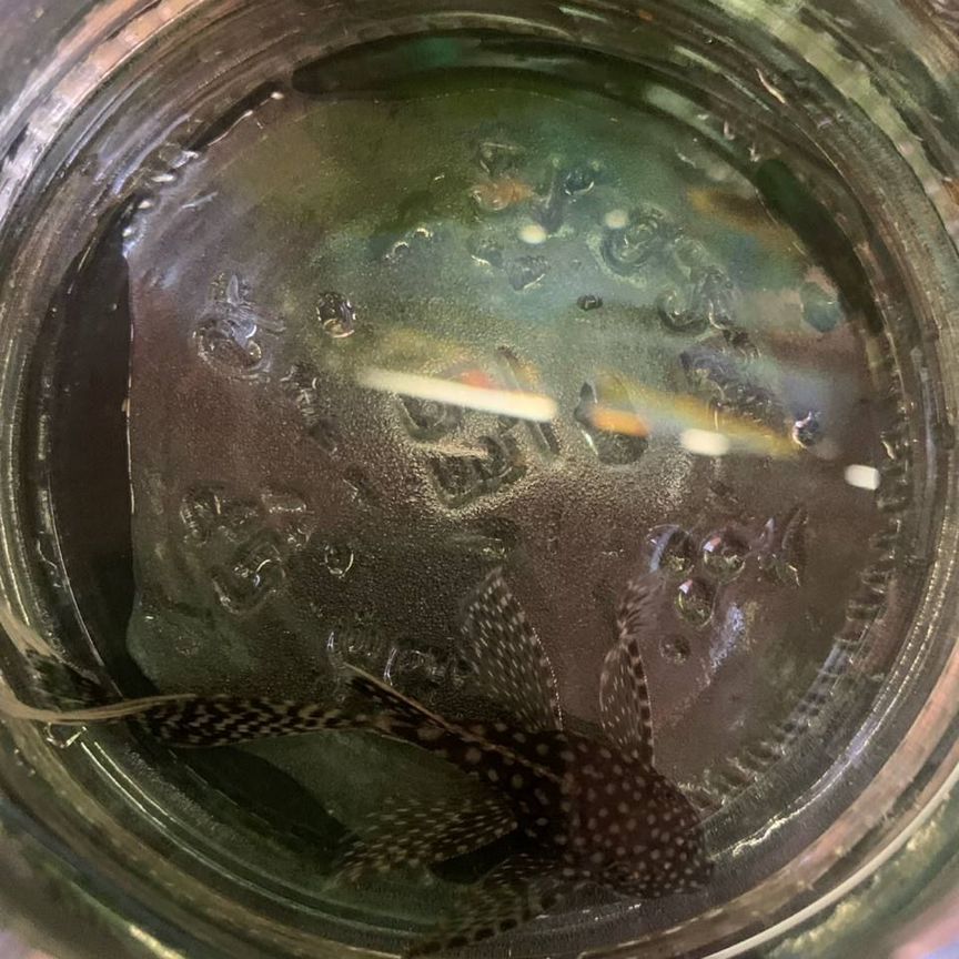 Малышы антрацитусы