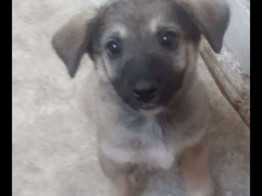 Малышка 3 мес. в хорошую семью