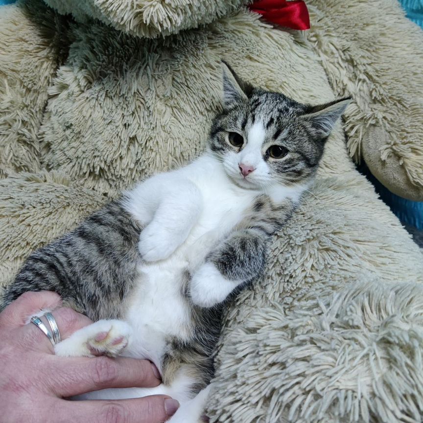 Котенок девочка