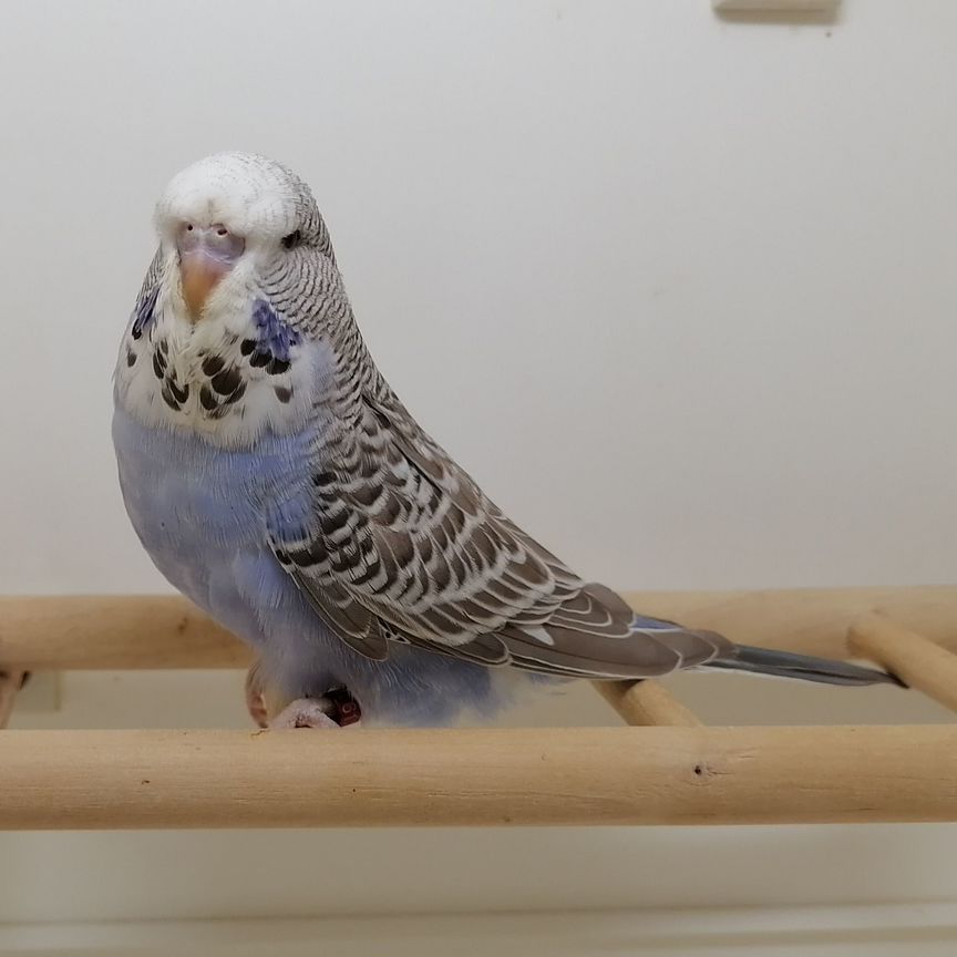 Ввп,Чехи,птенцы