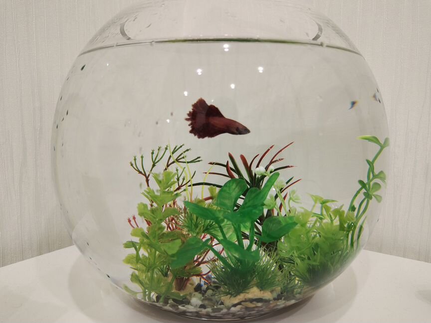 Аквариум для рыбок круглый 8,5-9 литров