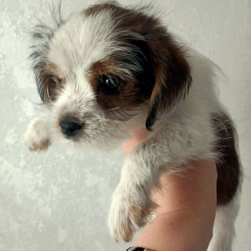 Йоркширский терьер, щенок