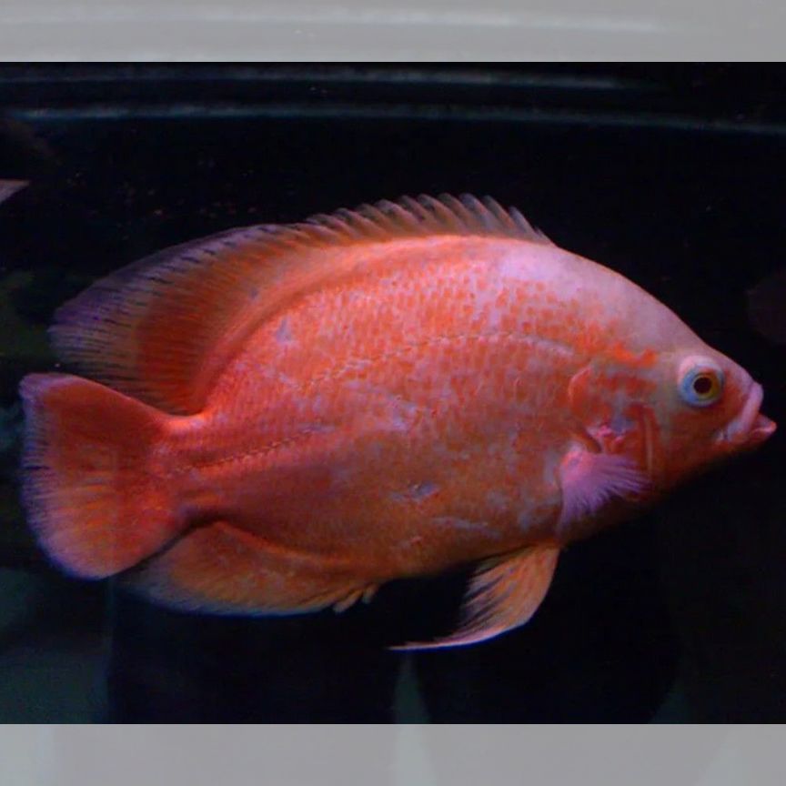 Астронотусы взрослые