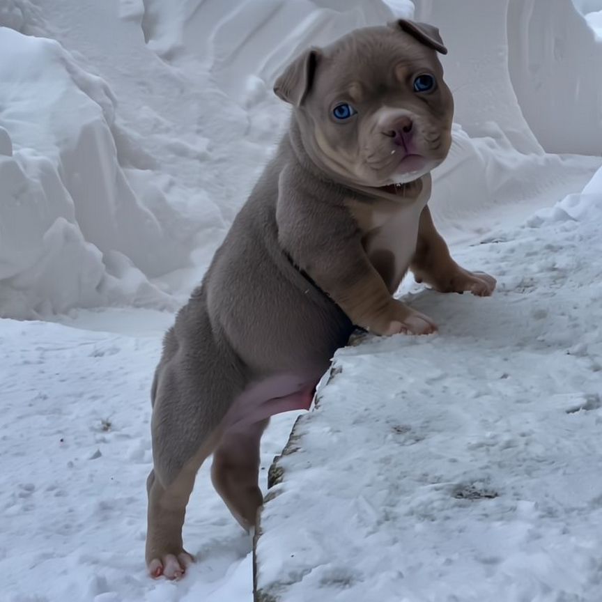 Американский булли, щенок