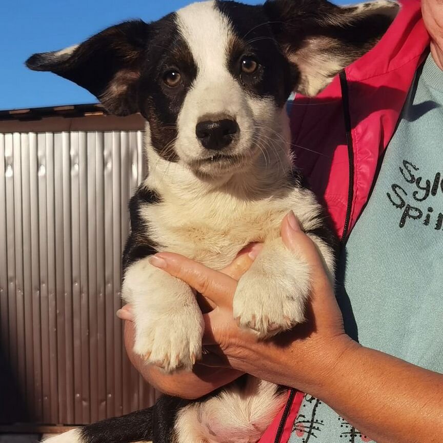 Вельш-корги кардиган