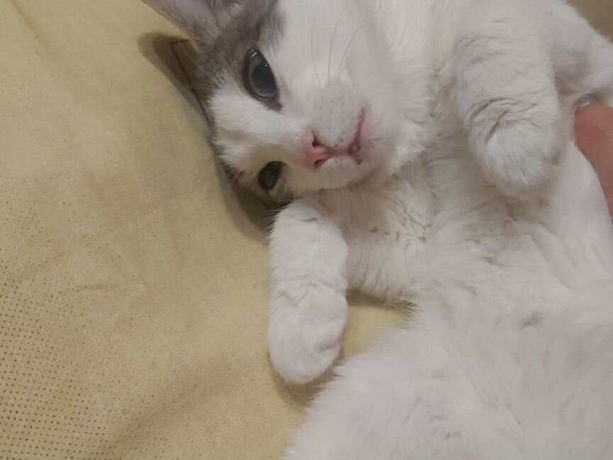 Отдадим котика Филю в добрые руки