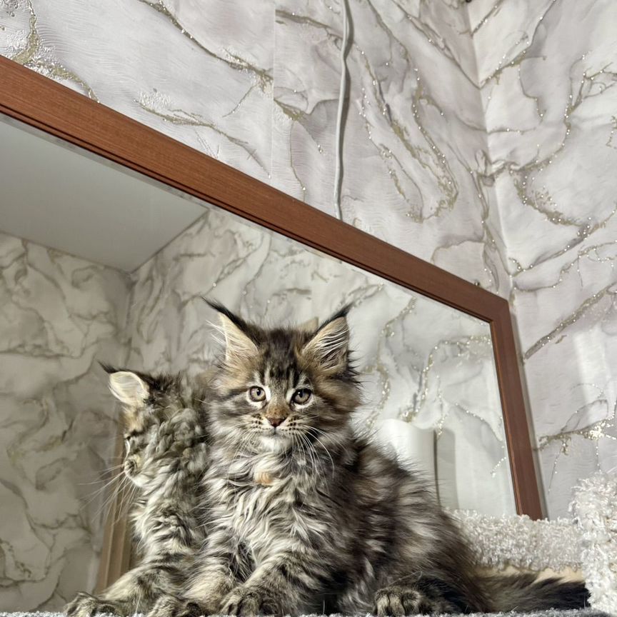 Котята мейн-кун