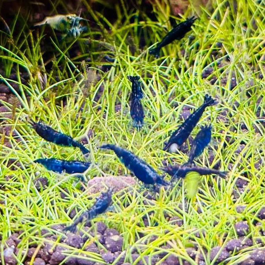 Креветки блю дрим