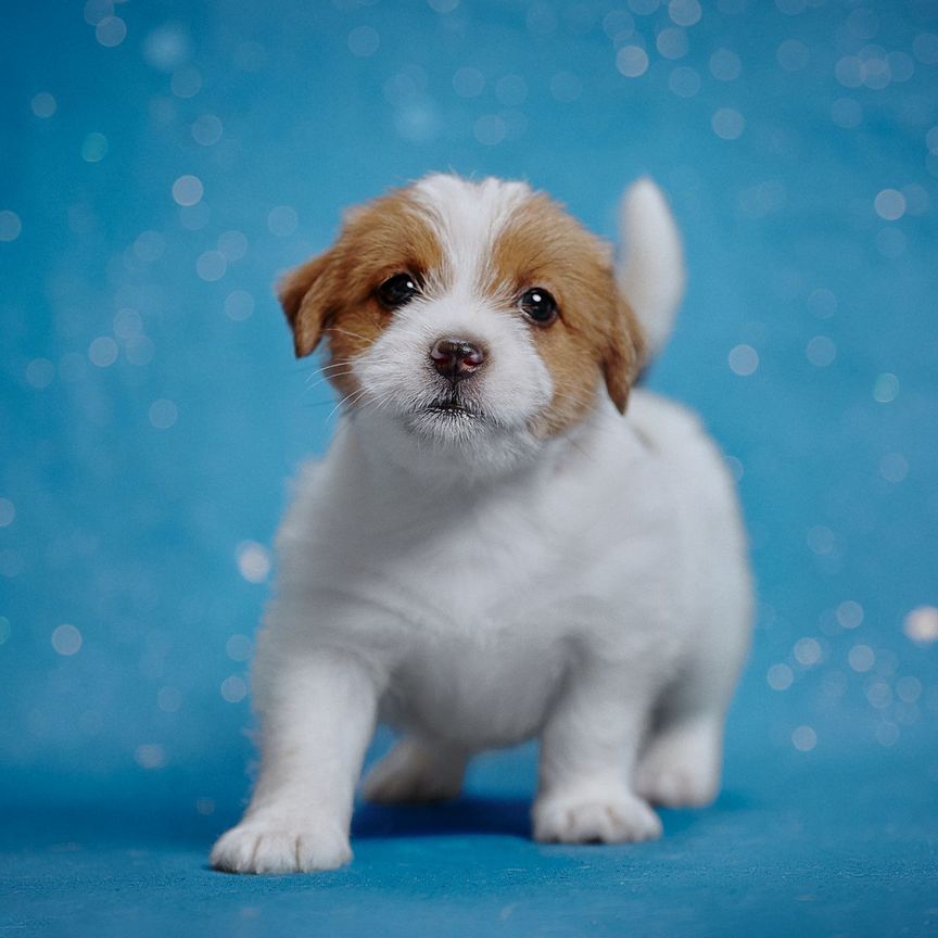 Щенки джек рассел терьер