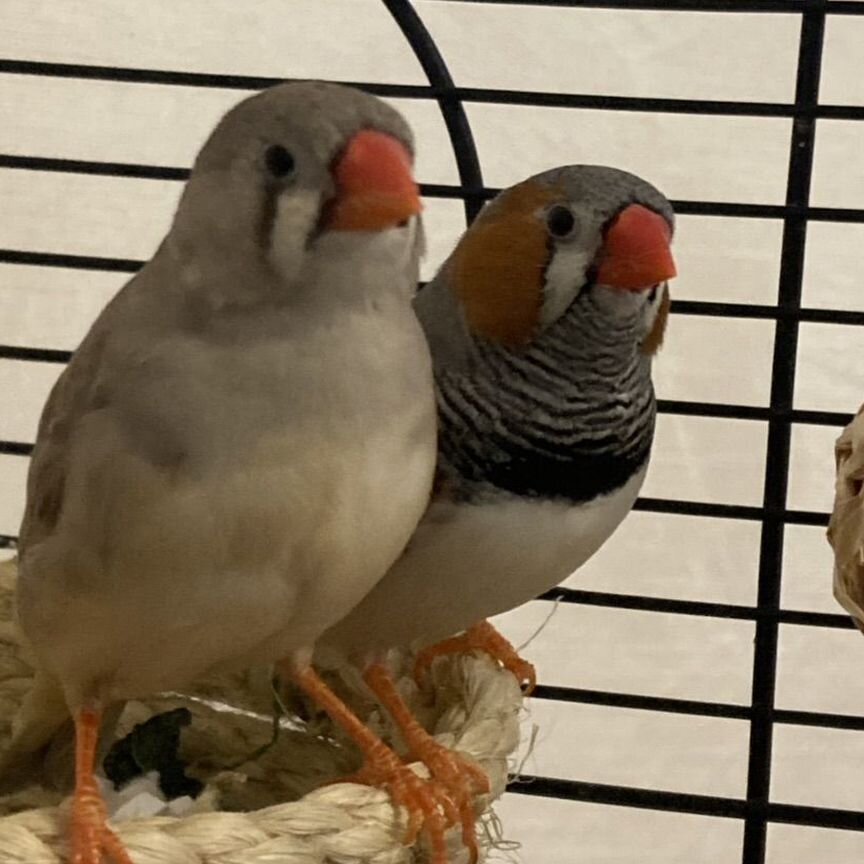 Амадины зебровые