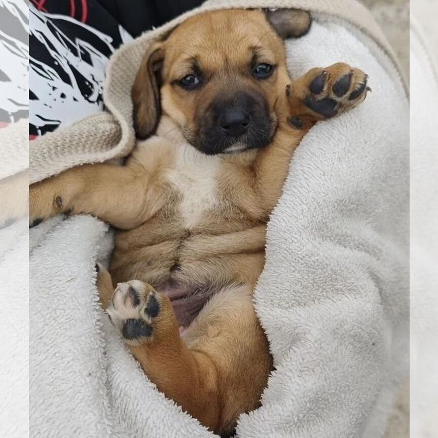 Щенок в добрые руки
