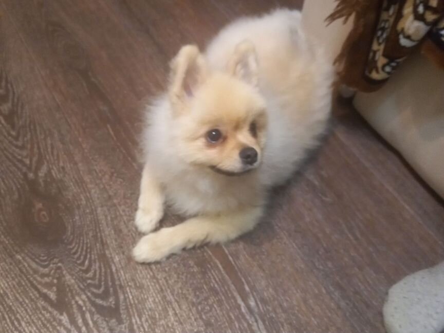 Померанский шпиц мини щенок