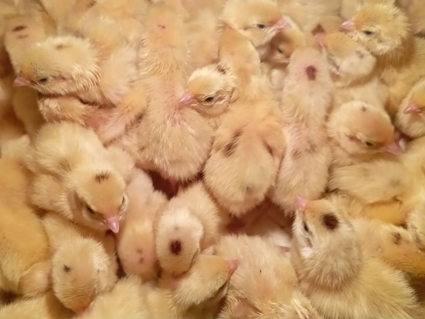 Перепела суточные